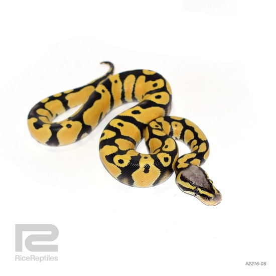 Pastel Desert Ghost 50% Het G-Stripe Ball Python by Rice Reptiles