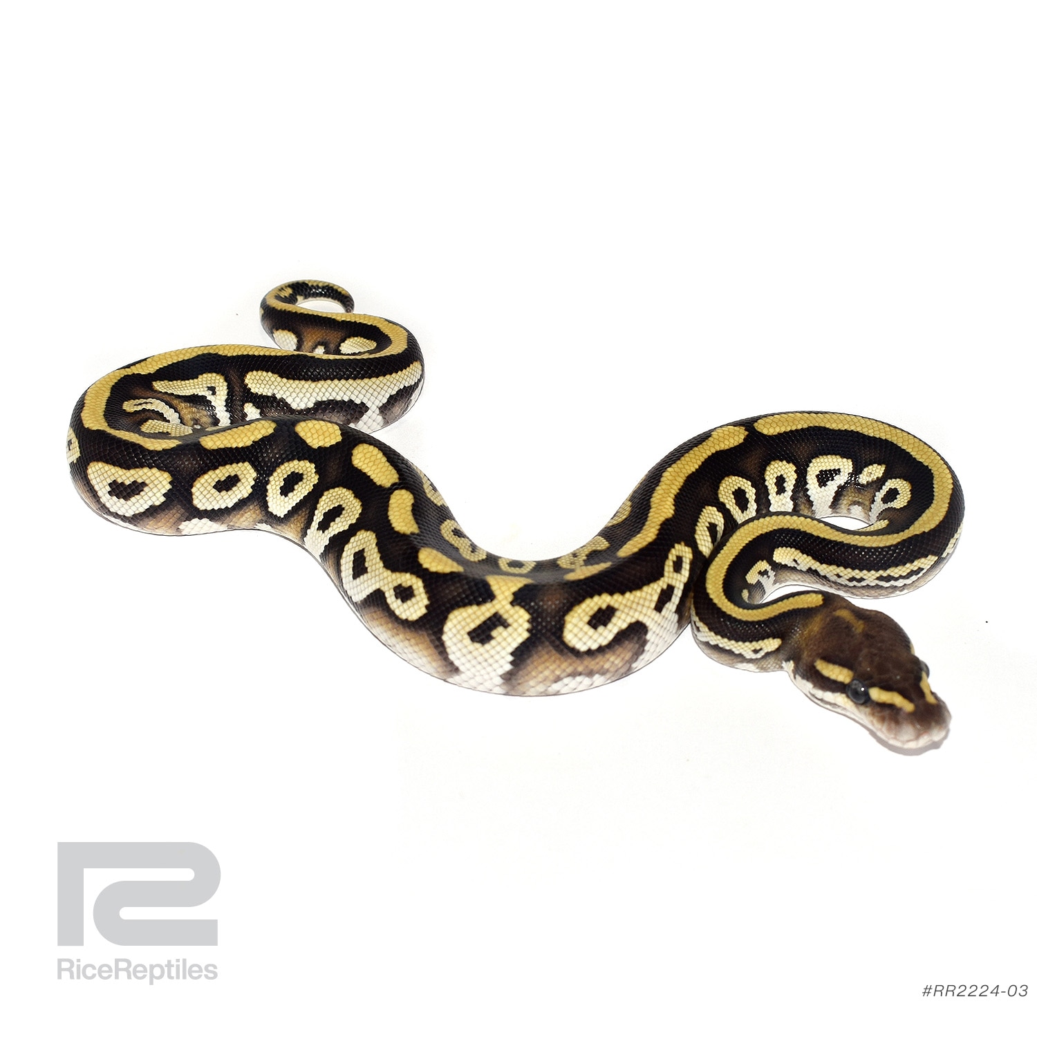 Cypress Leopard Mojave Dbl Het Hypo Clown Ball Python by Rice Reptiles ...