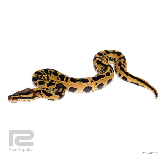 25 % Off List Price Orange Dream Fire Leopard Het Clown Possible Peach ...
