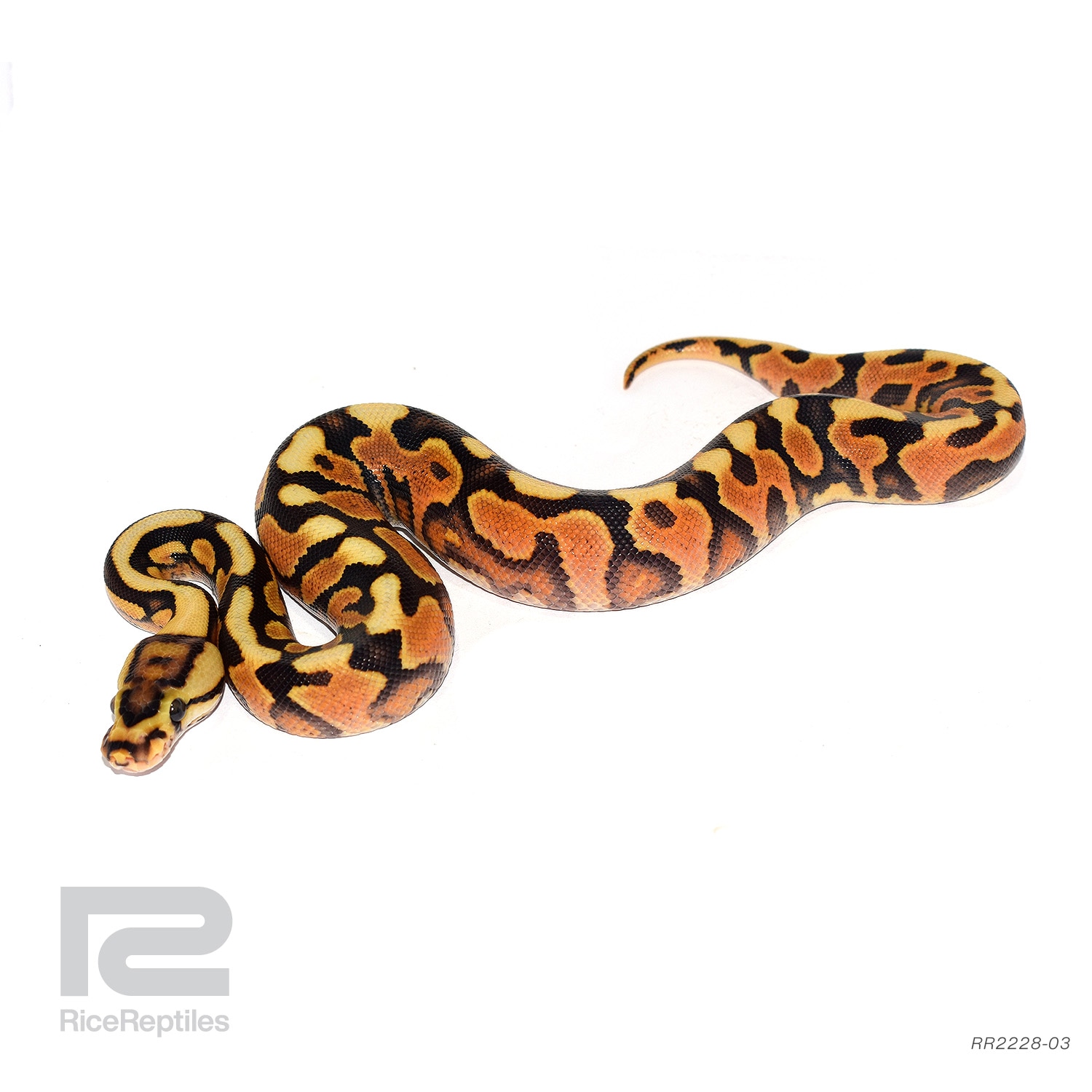 25 % Off List Price Black Pastel Enchi Yellowbelly Spotnose Het Clown ...