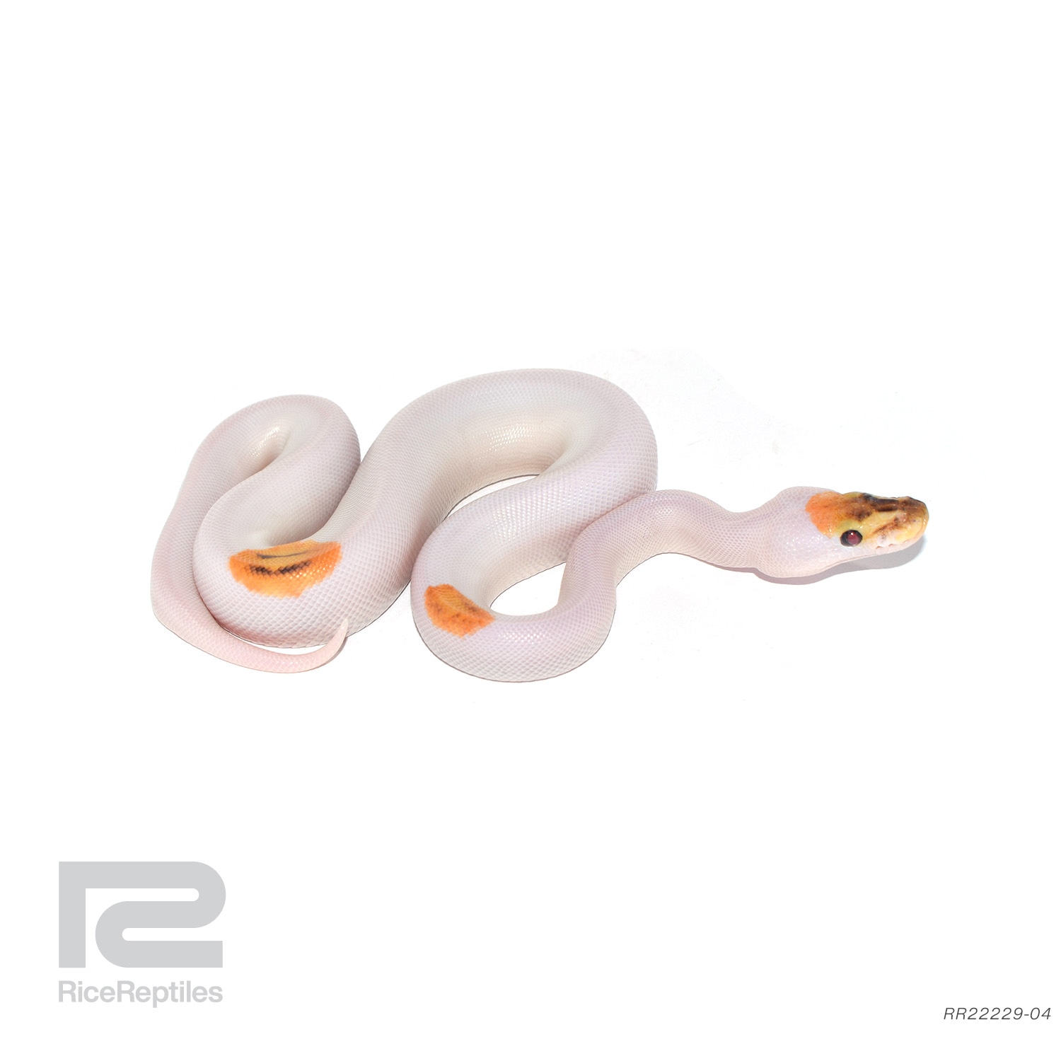 OD YB Special Pied 50% Het TSK Axanthic (Poss Fire) Ball Python by Rice ...