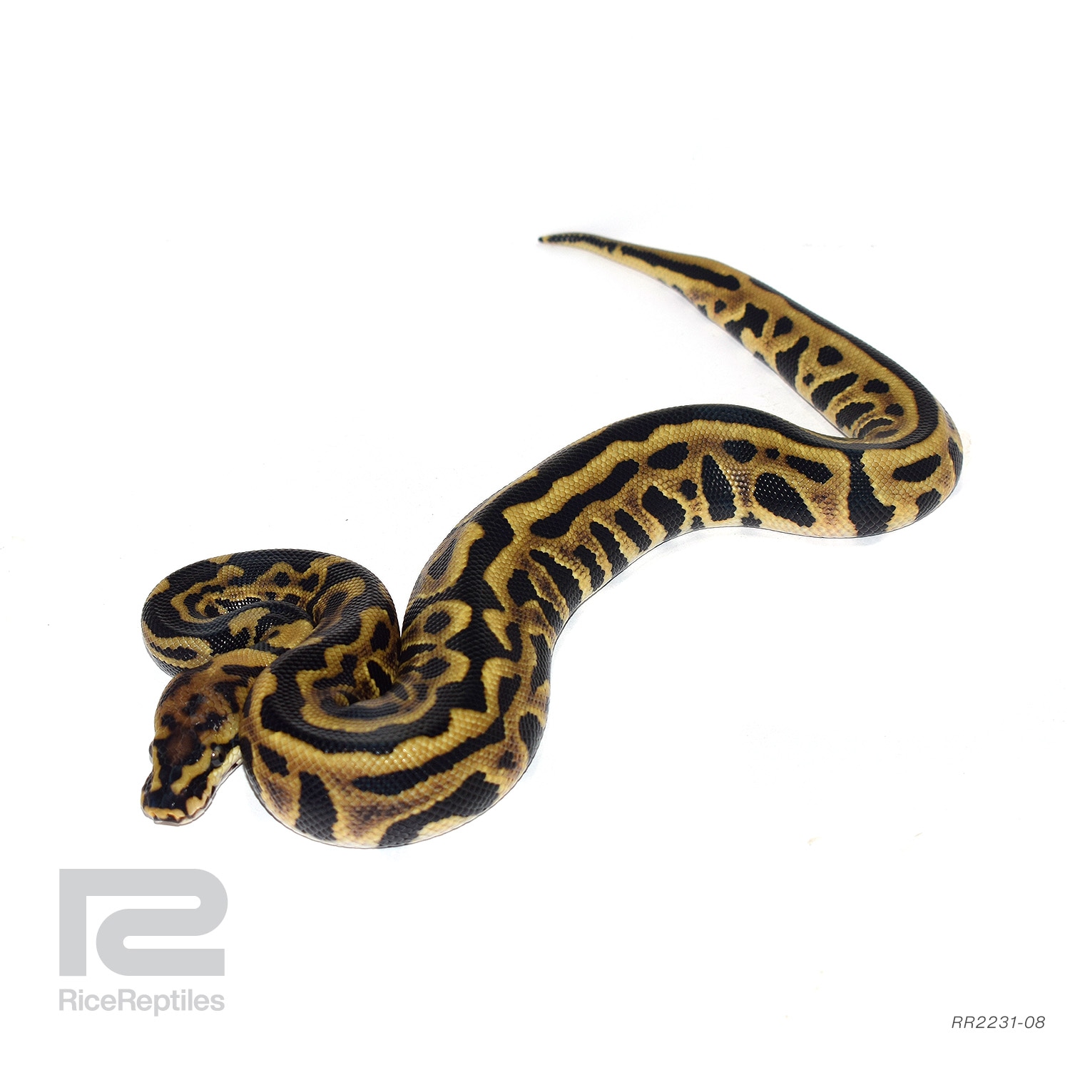 Leopard Spotnose Het Clown Ball Python by Rice Reptiles - MorphMarket