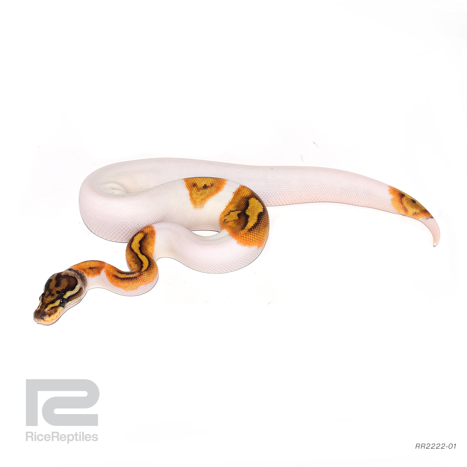 Special Pied (Poss Fire) 50% Het TSK Axanthic Ball Python by Rice ...
