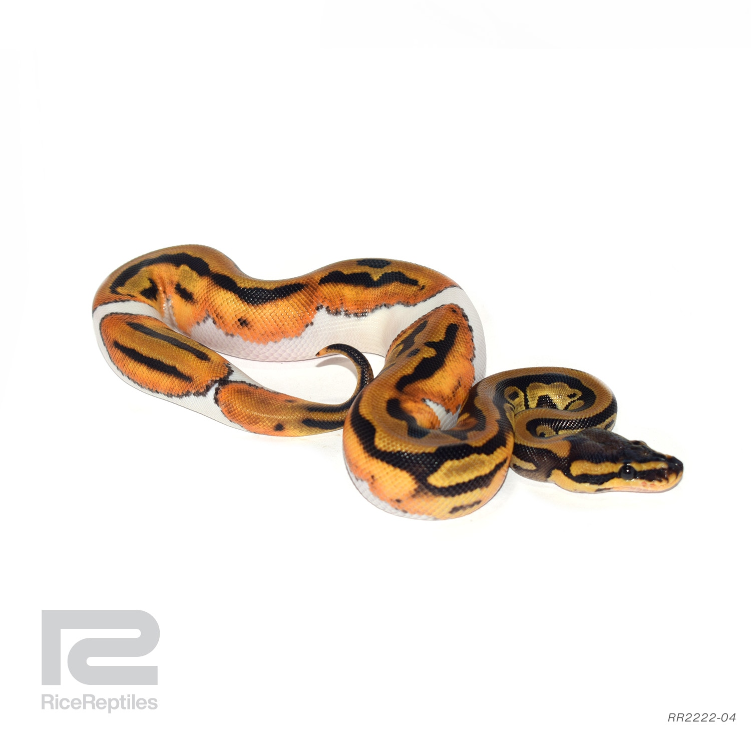 Leopard Pied Het Clown 50% Het TSK Axanthic Ball Python by Rice ...