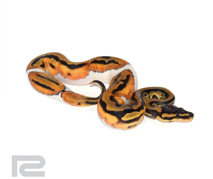 Super Chocolate Clown Ball Python by Rice Reptiles - MorphMarket