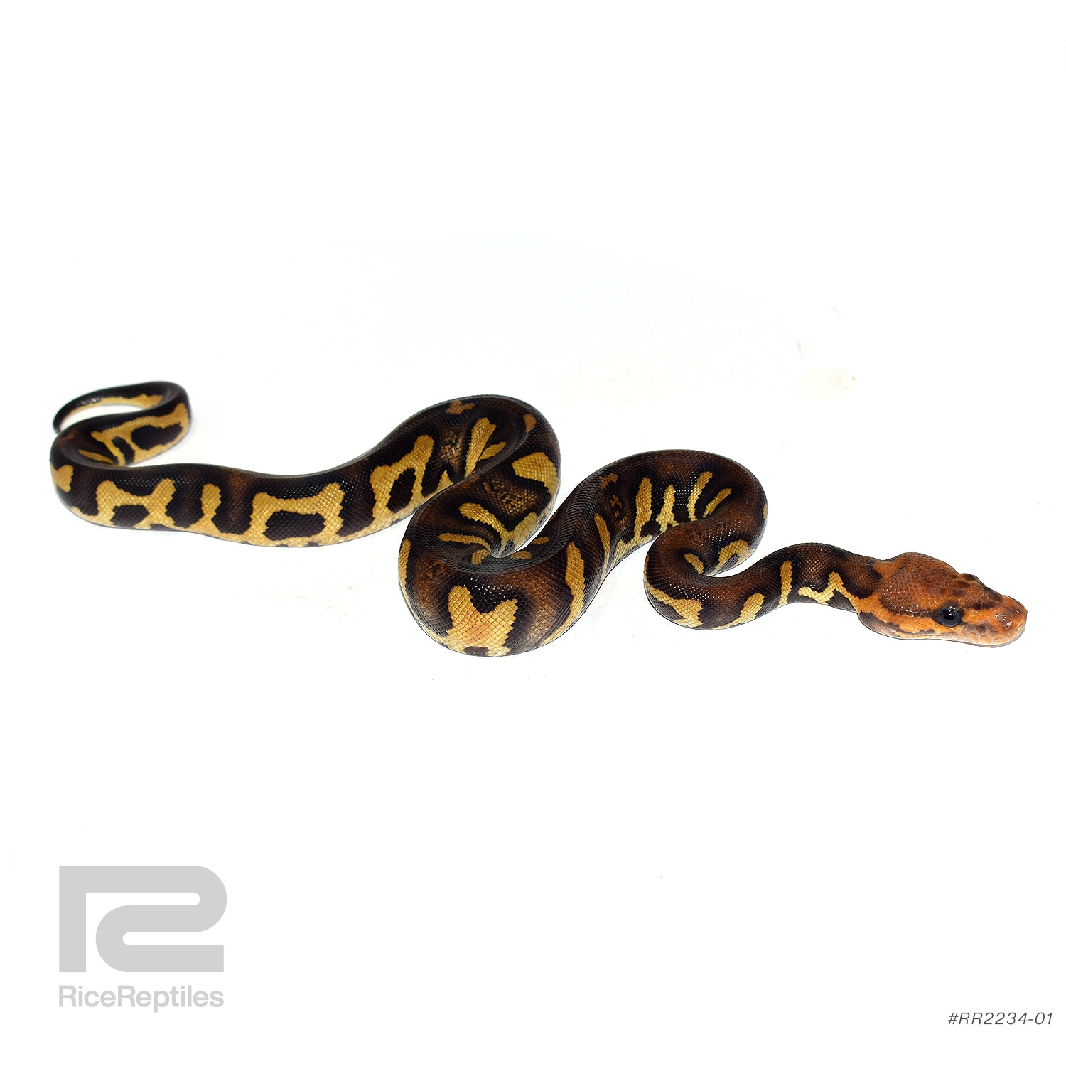 Super Chocolate Clown Ball Python by Rice Reptiles - MorphMarket