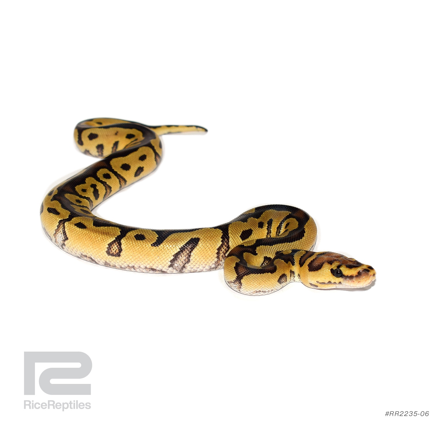 Fire Clown Ball Python by Rice Reptiles - MorphMarket