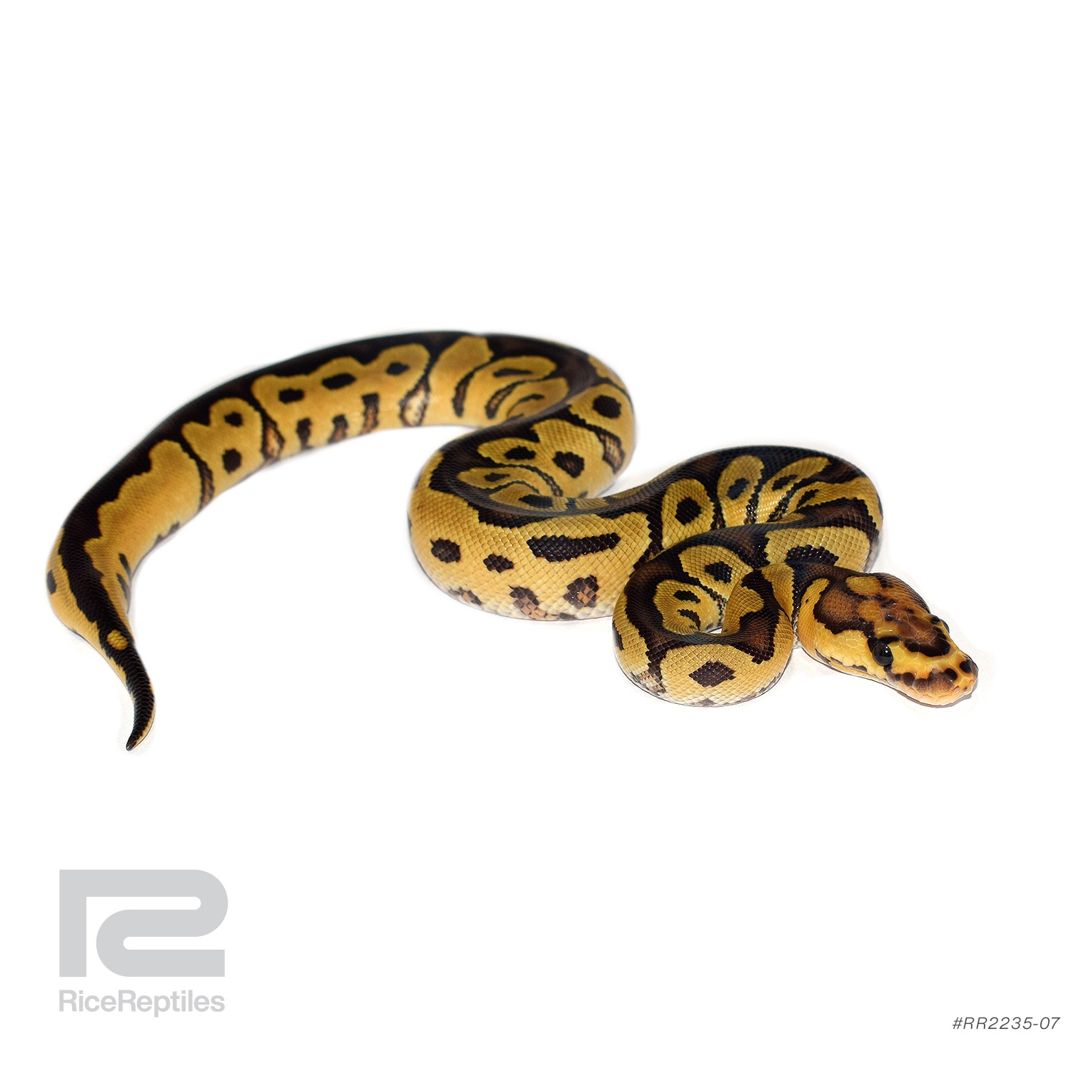 Fire Clown Ball Python by Rice Reptiles - MorphMarket