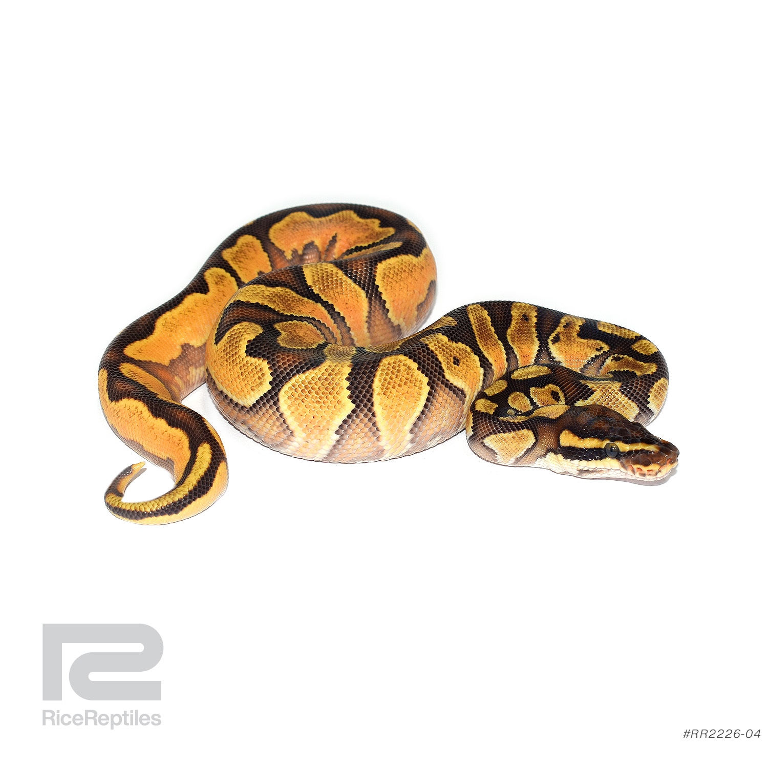 OD YB Special Het Pied 50% Het TSK Axanthic Ball Python by Rice ...