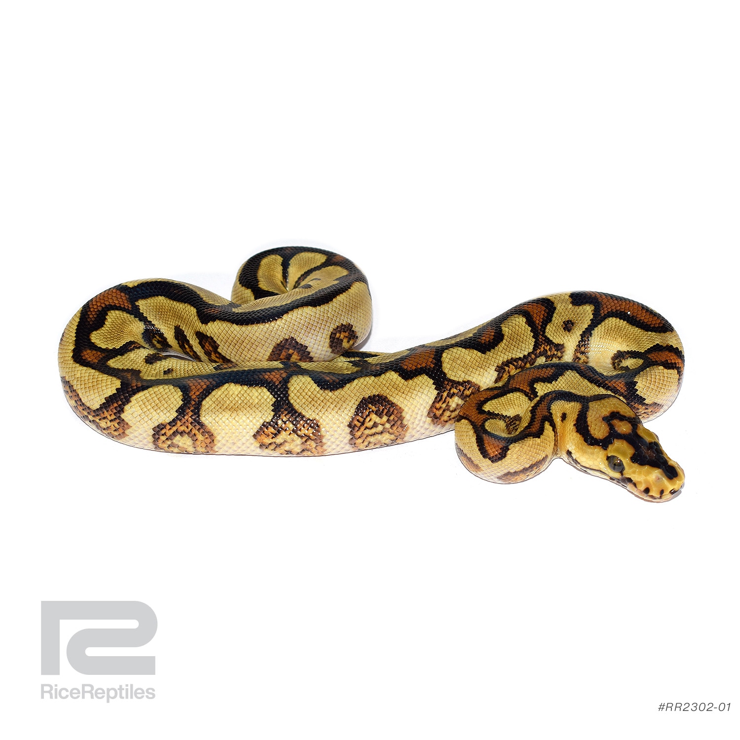 Enchi YB Spotnose Clown Ball Python by Rice Reptiles - MorphMarket