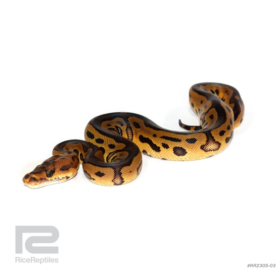 Redstripe YB Leopard Clown Ball Python by Rice Reptiles