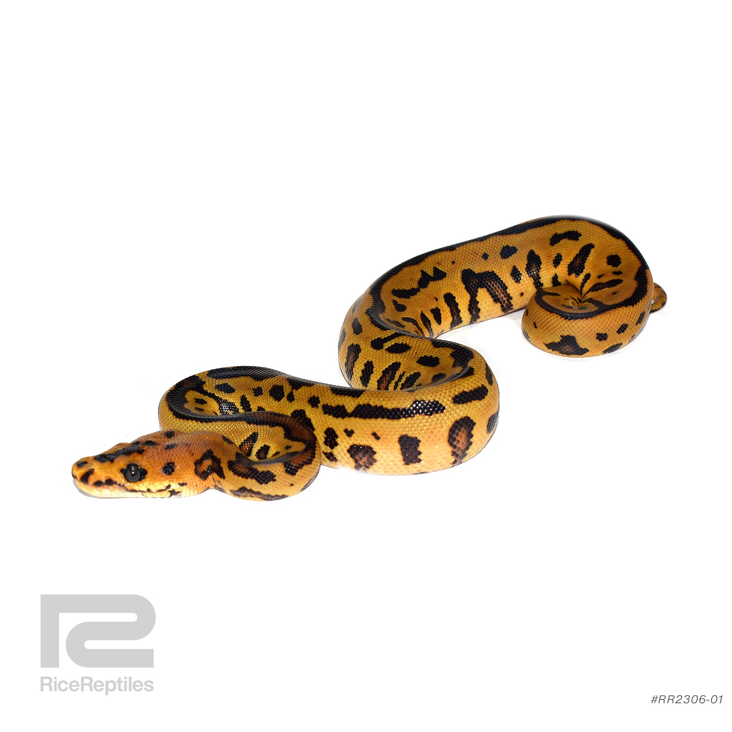 Redstripe YB Batman Ball Python by Rice Reptiles - MorphMarket