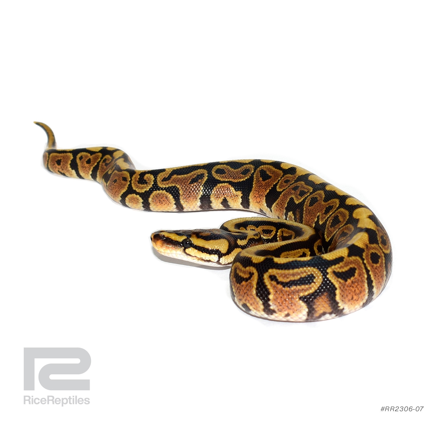 Redstripe Spotnose Het Clown Ball Python by Rice Reptiles - MorphMarket