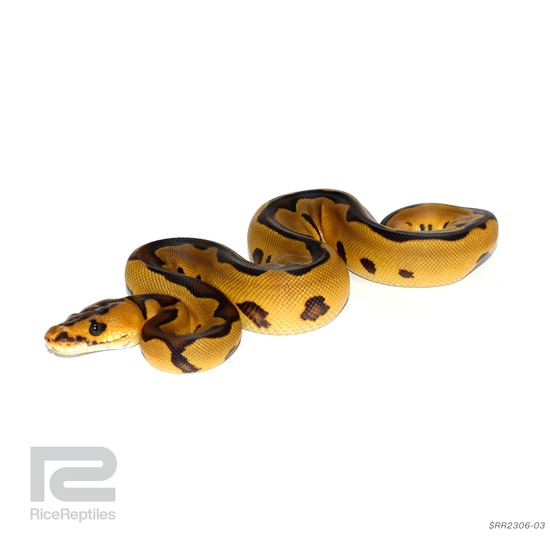 Enchi YB RS Leopard Clown Ball Python by Rice Reptiles