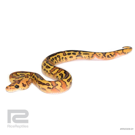 Fire YB Special Leopard Clown Ball Python by Rice Reptiles