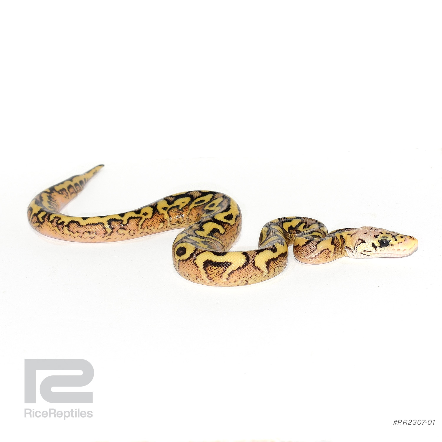 Pastel Redstripe Yellowbelly Spotnose Lace Clown Ball Python by Rice ...
