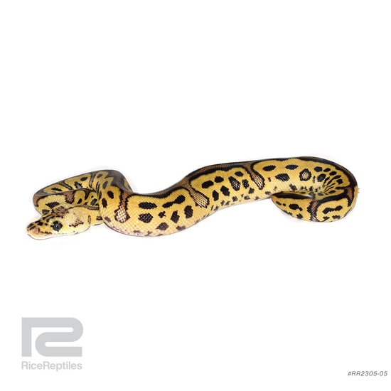 Pastel Redstripe Leopard Clown Ball Python by Rice Reptiles