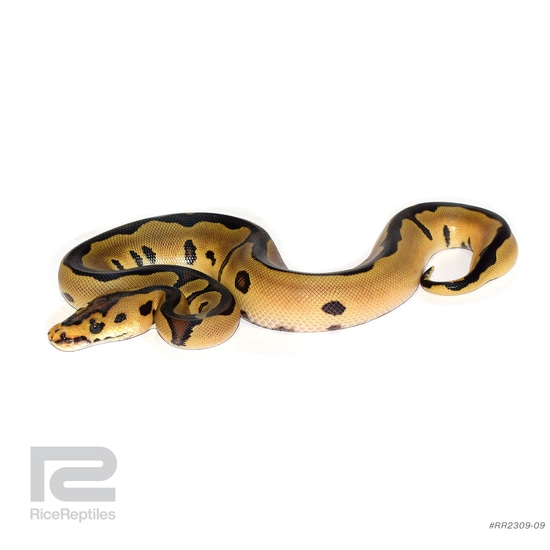 Enchi Leopard Clown Ball Python by Rice Reptiles