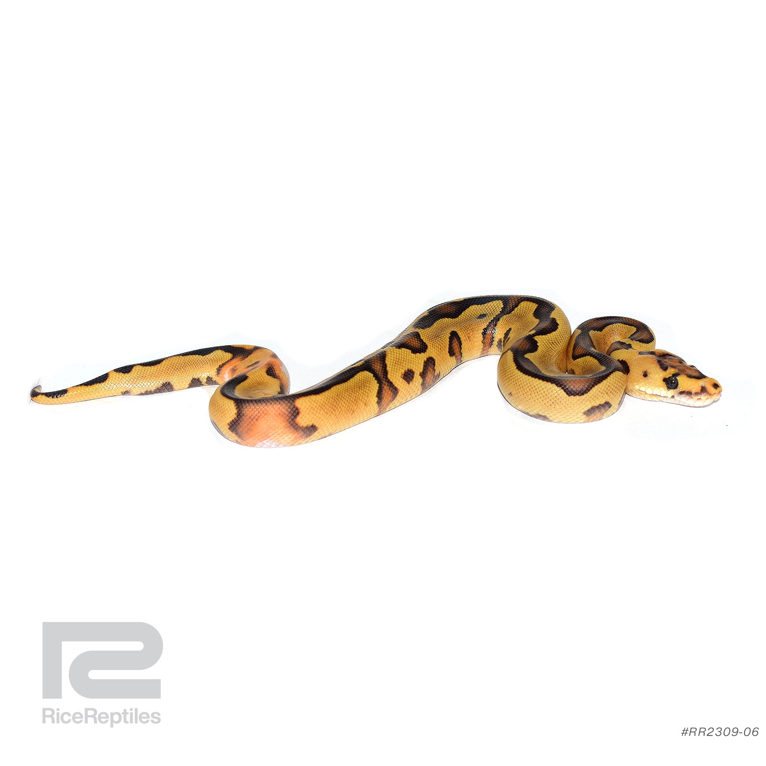 Enchi YB Fire Leopard Clown Ball Python by Rice Reptiles - MorphMarket