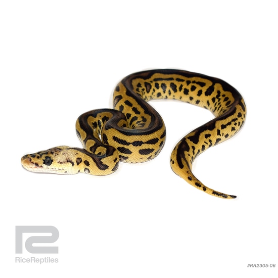 Pastel Leopard Clown Ball Python by Rice Reptiles