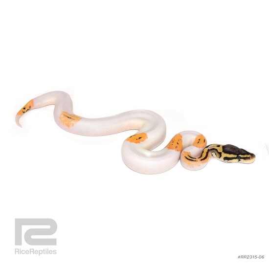 Pastel Orange Dream Yellowbelly Pied Het Lavender Ball Python by Rice ...
