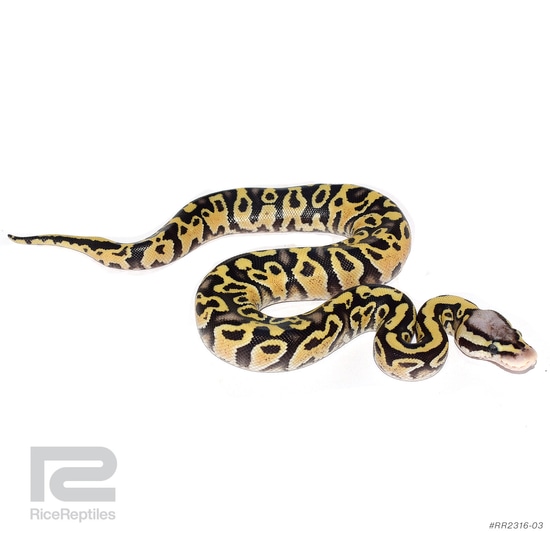 Firefly Lace Het Clown Ball Python by Rice Reptiles
