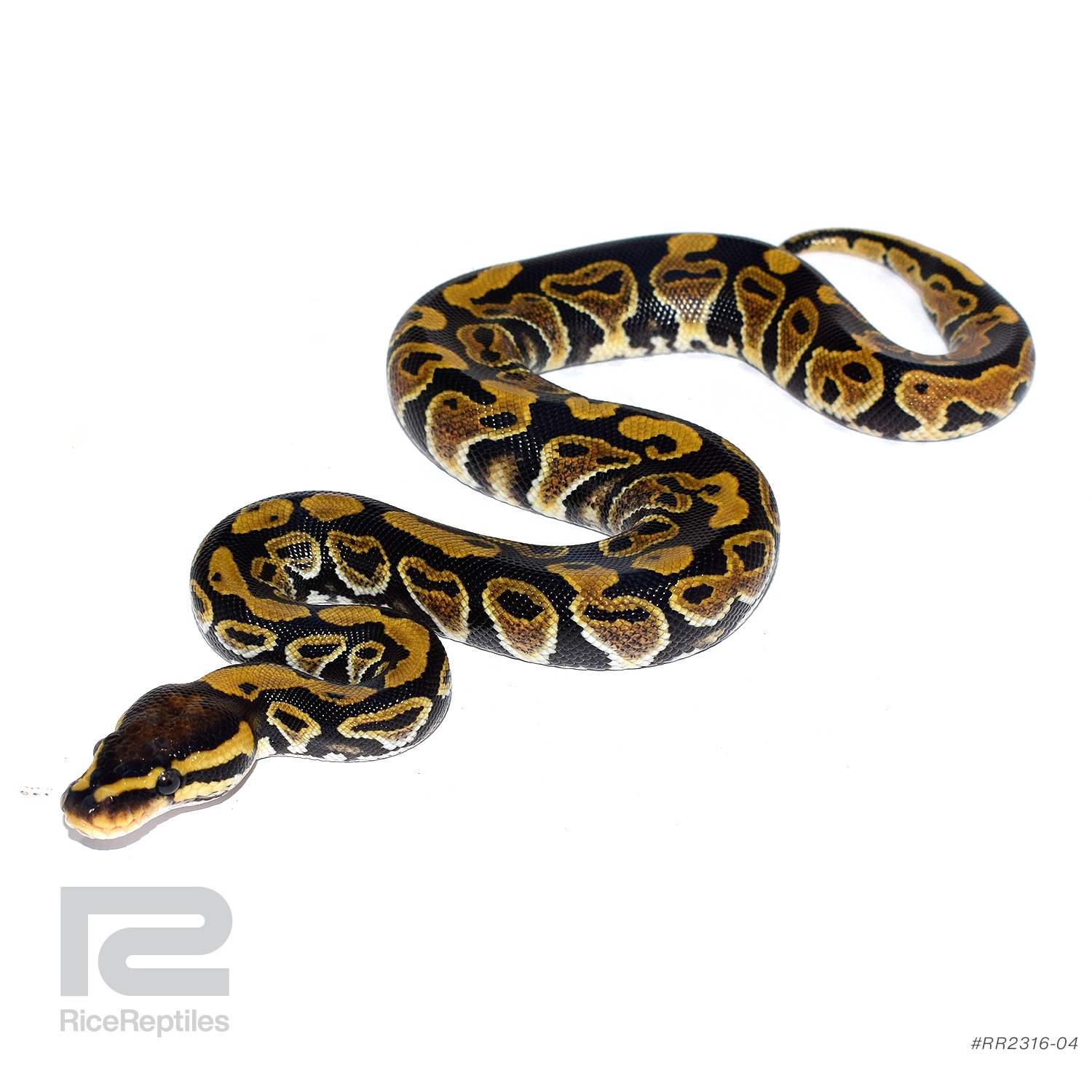 Lace Het Clown Ball Python by Rice Reptiles - MorphMarket