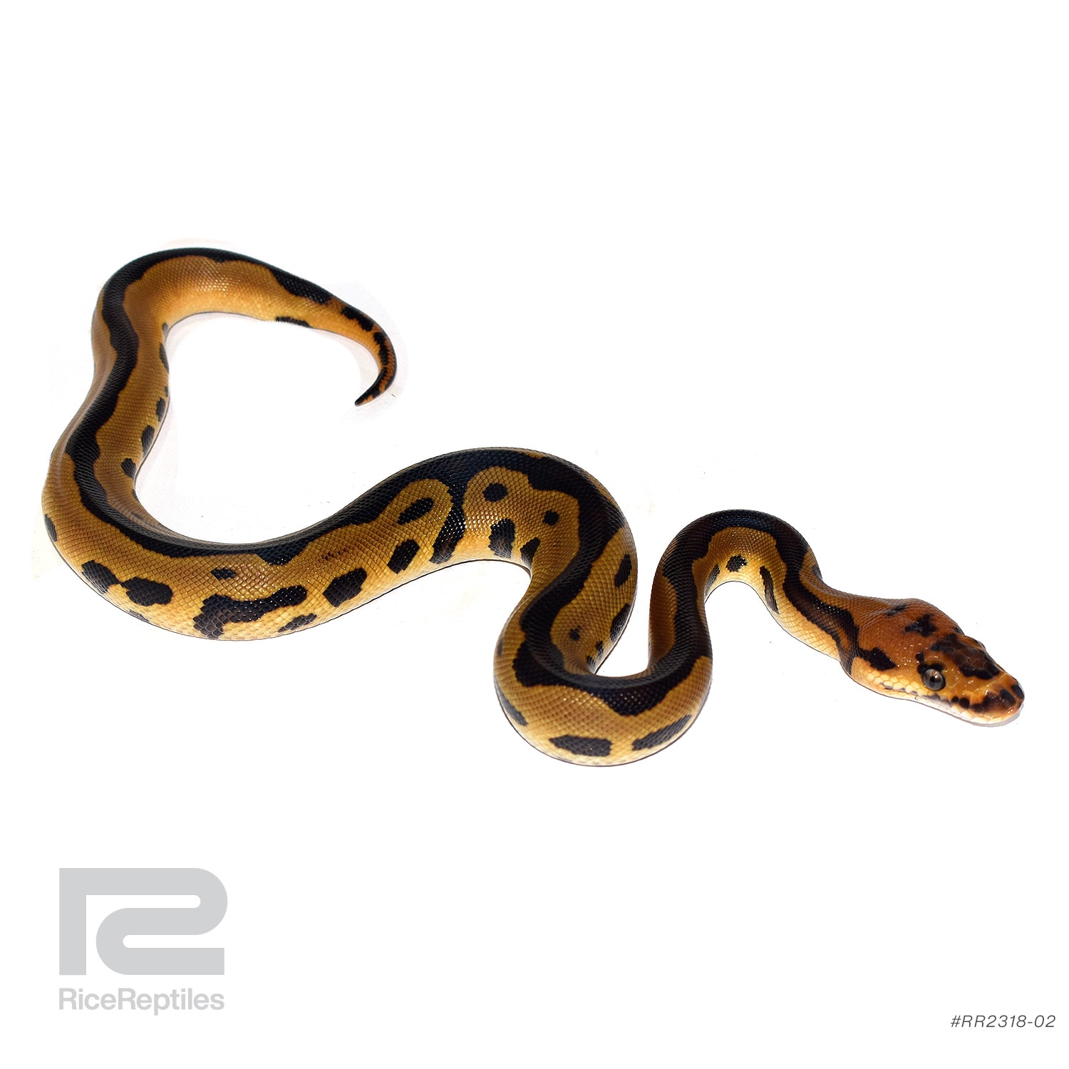 Leopard Clown Possible Super Leopard 50% Het Desert Ghost 50% Het G ...