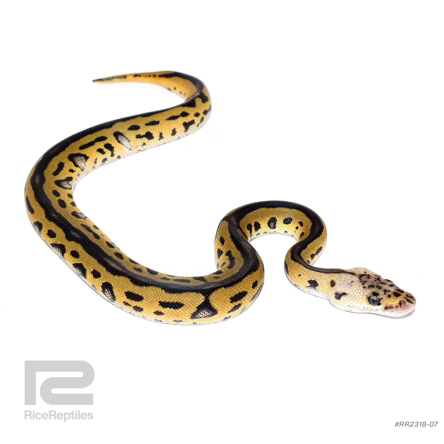 Pastel Leopard Clown Possible Super Leopard 50% Het Desert Ghost 50% ...