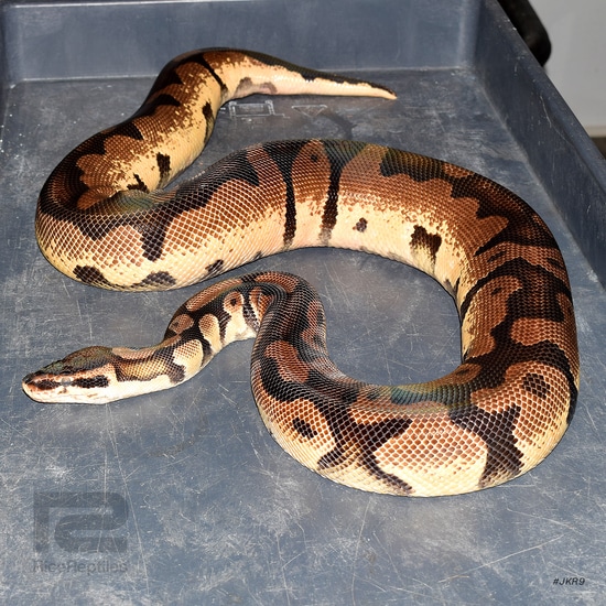 Pastel Orange Dream Ball Python by Rice Reptiles