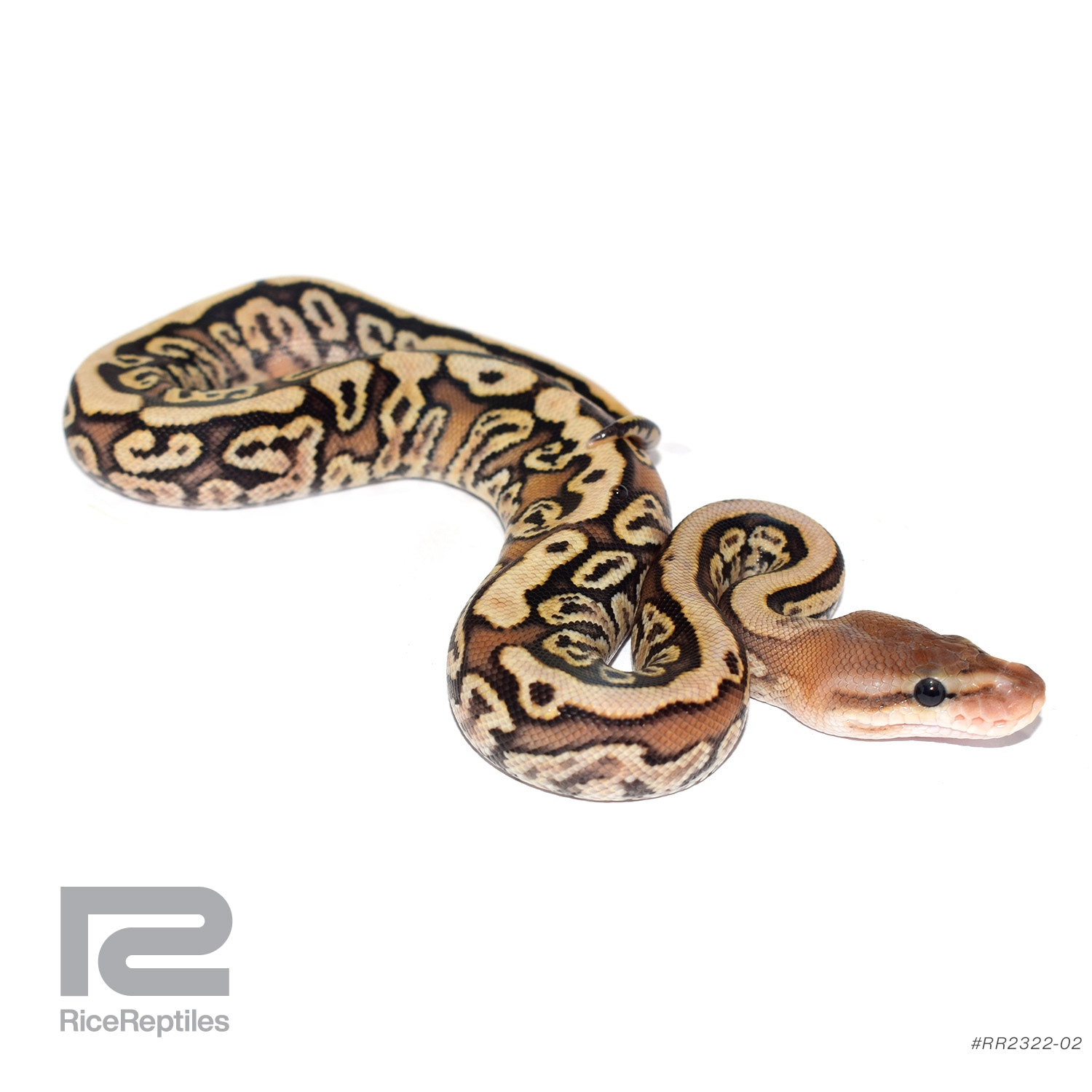 Fire Black Pastel Hidden Gene Woma Hurricane Het Clown Ball Python by ...