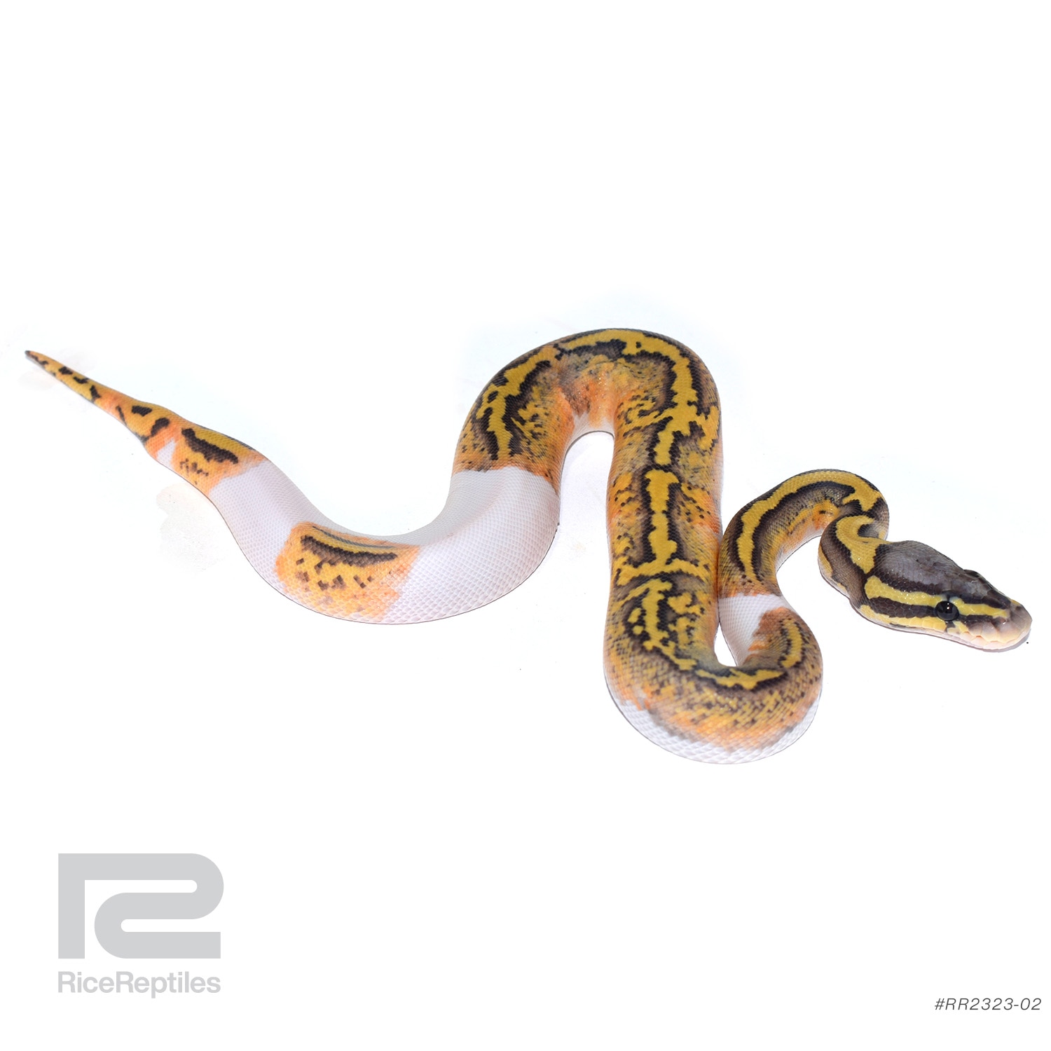 Pastel Hypo Pied Het Desert Ghost Ball Python by Rice Reptiles ...