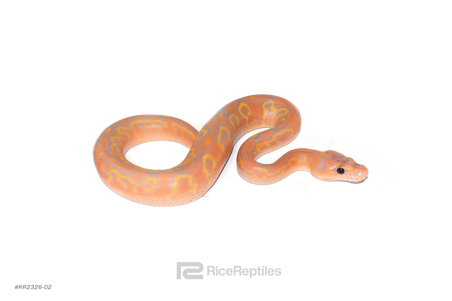 Hurricane Black Pastel YB Coral Glow Clown Ball Python by Rice Reptiles ...
