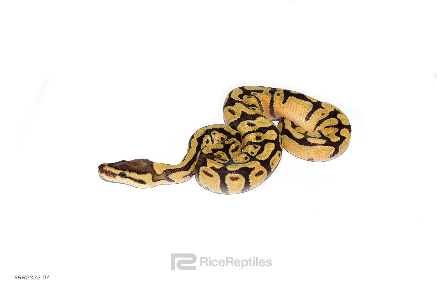 Enchi Fire Or Vanilla Het Clown 66% Het DG 66% Het G-Stripe Ball Python ...