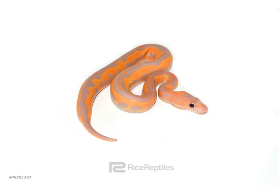 Black Pastel Leopard Coral Glow Clown (Poss YB) Ball Python by Rice ...