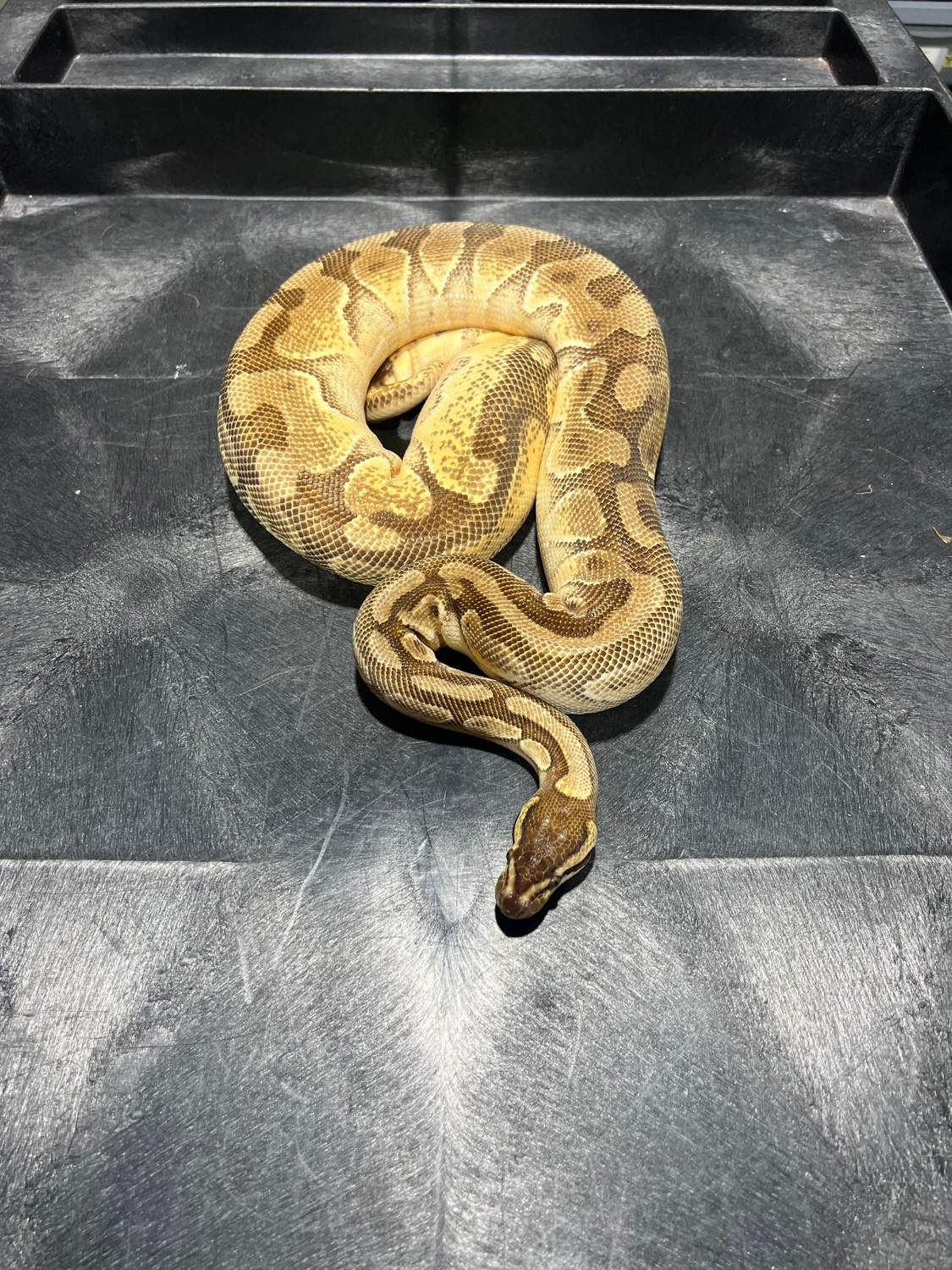Enchi Orange Dream Vanilla Cinnamon Ball Python by Rice Reptiles ...