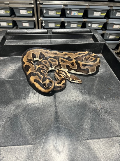 Leopard Het Clown Het Pied Ball Python by Rice Reptiles