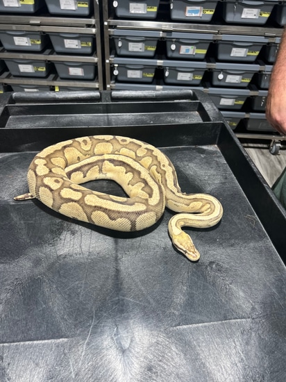 Firefly Redstripe Ball Python by Rice Reptiles
