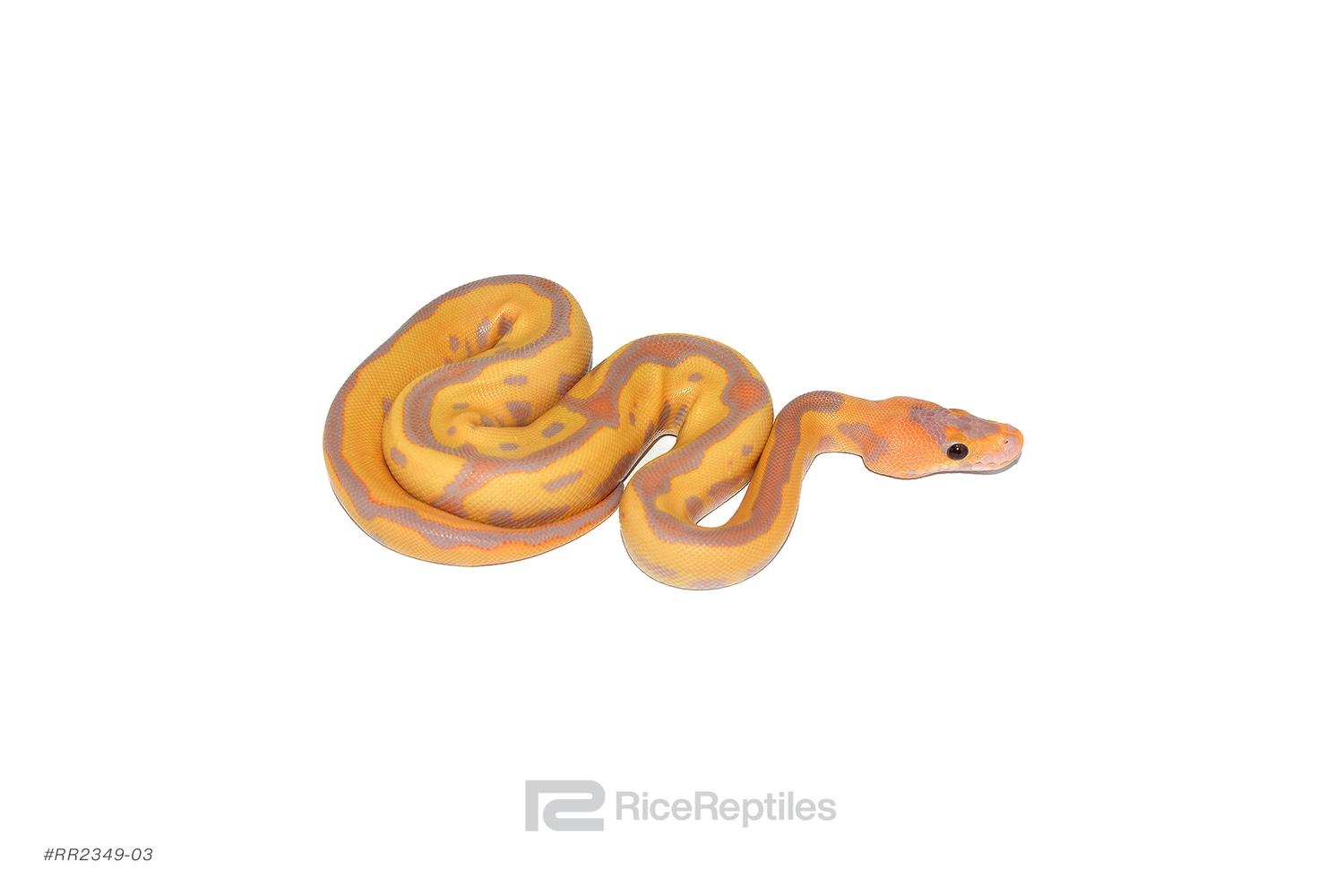Leopard YB Coral Glow Clown (F-Maker!) Ball Python by Rice Reptiles ...