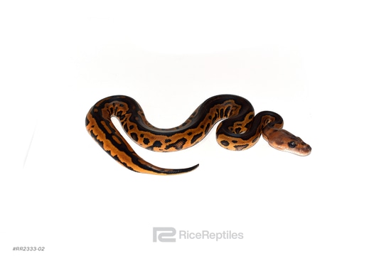 Black Pastel Leopard Clown Ball Python by Rice Reptiles