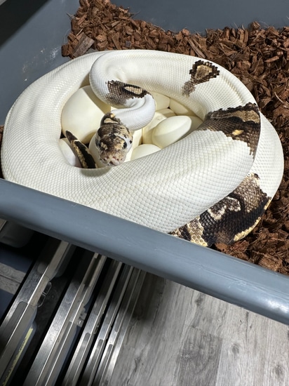 Ivory Paradox Ball Python by Rice Reptiles