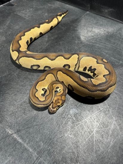 Chocolate Leopard Clown Ball Python by Rice Reptiles