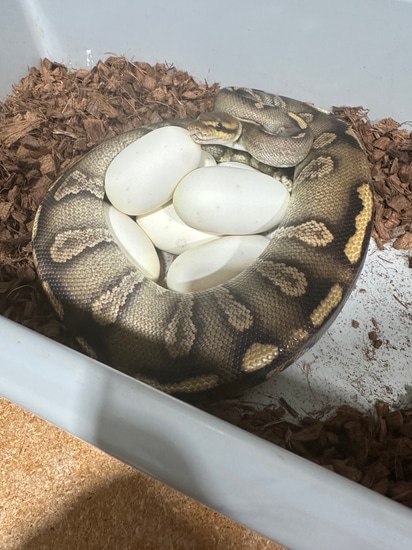 Super Chocolate Ball Python by Rice Reptiles