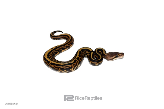 Black Pastel Chocolate YB Leopard Dbl Het DG Het Hypo Ball Python by ...