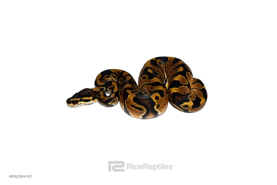 Het Zebra Ball Python by Rice Reptiles