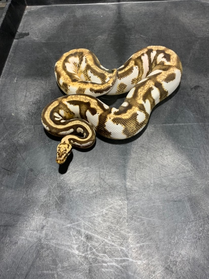 Calico Enchi Spotnose Pastel Het Clown Ball Python by Rice Reptiles