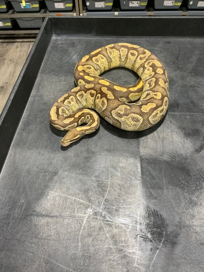 Vanilla Hurricane Enchi Ball Python by Rice Reptiles