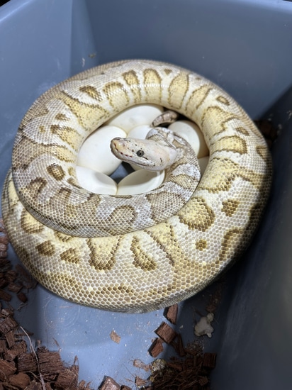 Pastel RS YB SN Clown Ball Python by Rice Reptiles