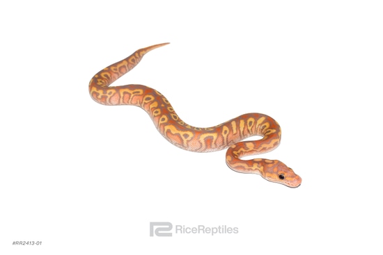 Spotnose YB Hurricane CG Clown Ball Python by Rice Reptiles