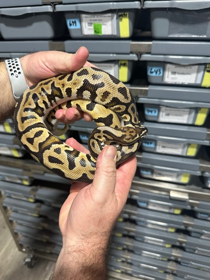 Redstripe Leopard Spotnose Het Clown Ball Python by Rice Reptiles